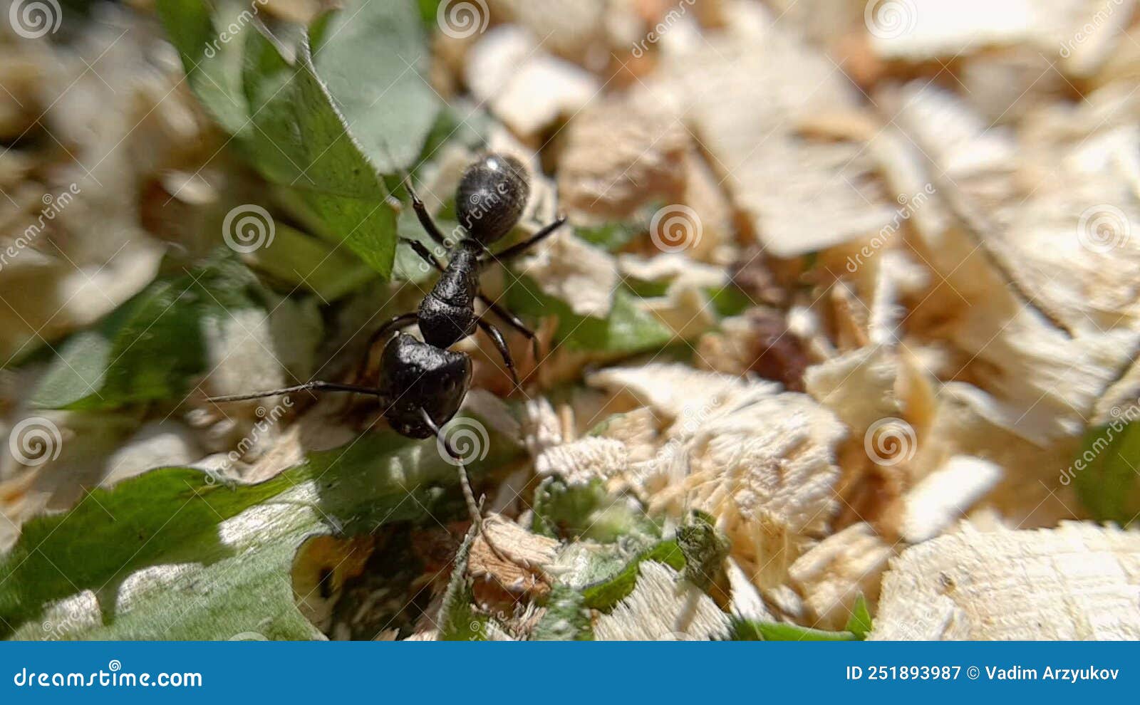 Big Black Ant Crawling on a Tree, Macroshoot Insects Stock Video ...