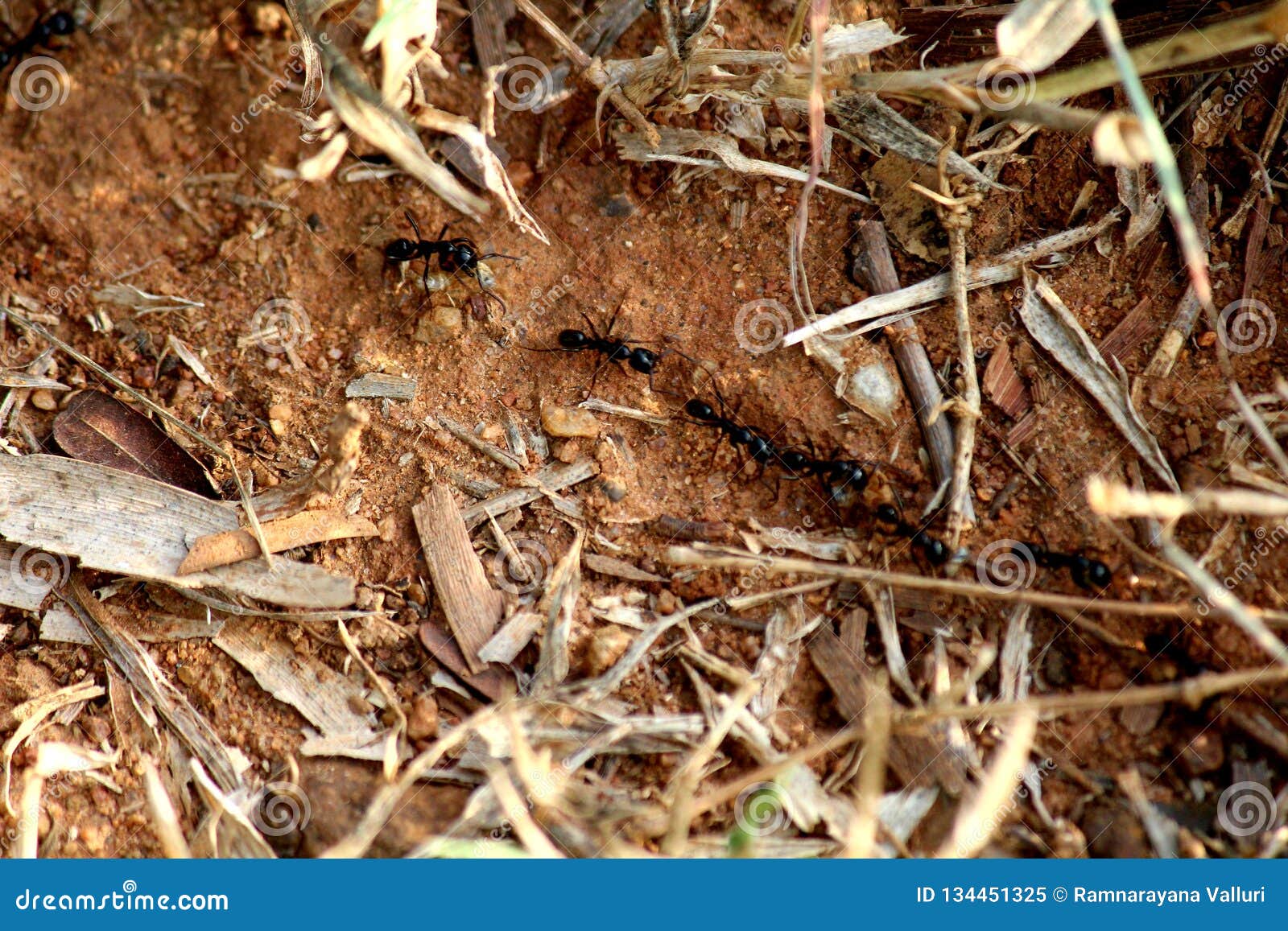 Big Ants on Queue , Red Sand, Dry Grass Stock Image - Image of ants ...