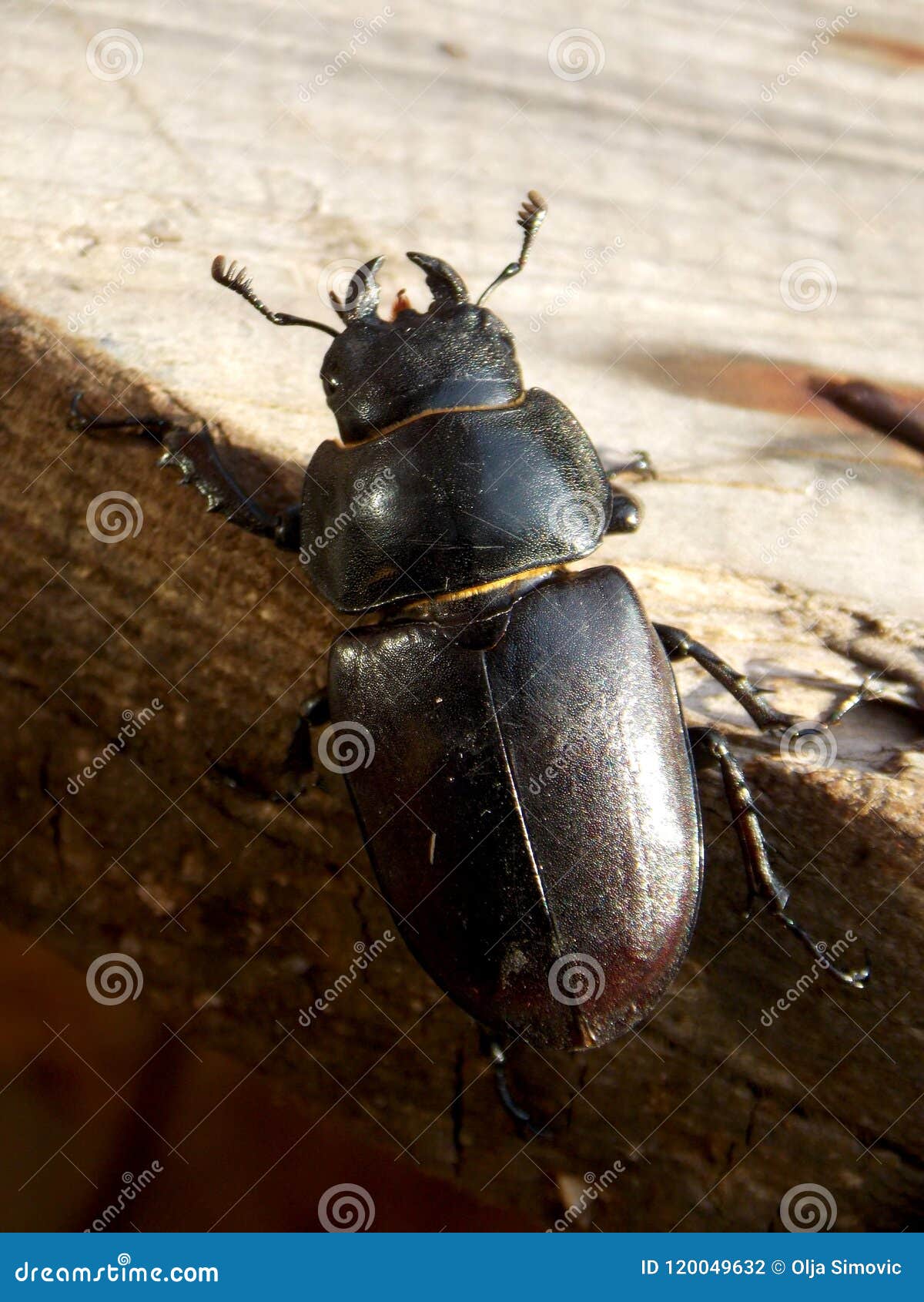 Big black beetle stock photo. Image of insect, animal - 120049632