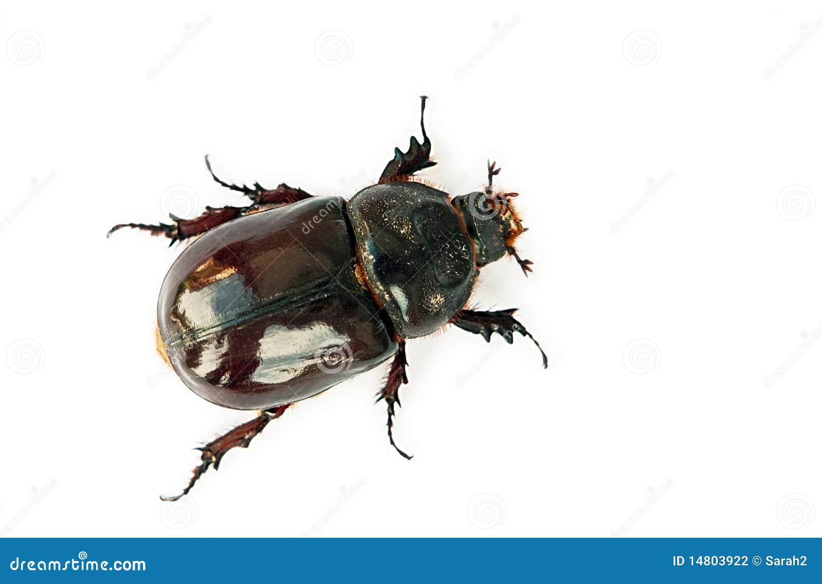Big black beetle stock photo. Image of brown, macro, close - 14803922