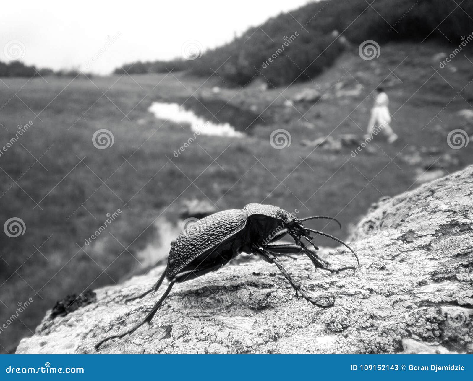 Big Black Beetle Bug in the Mountain Stock Image - Image of black ...