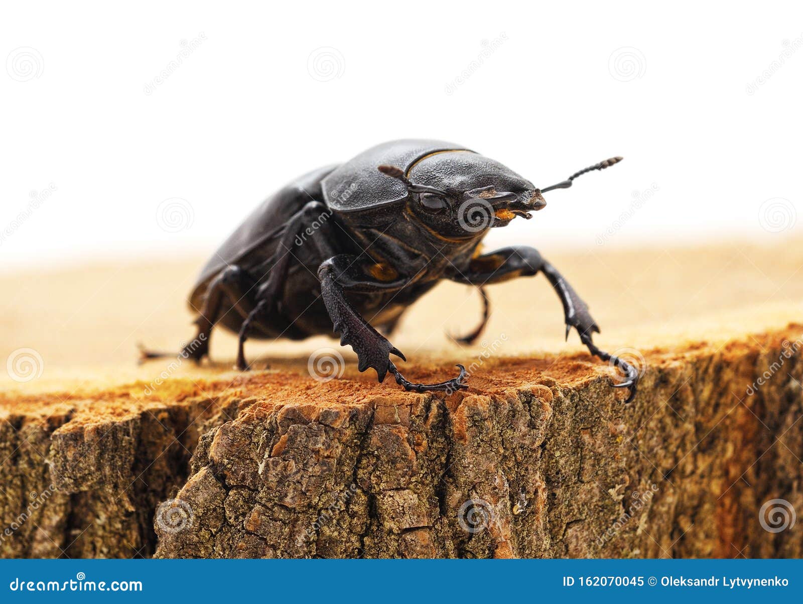 1,241 Beetle Stump Photos - Free & Royalty-Free Stock Photos from ...