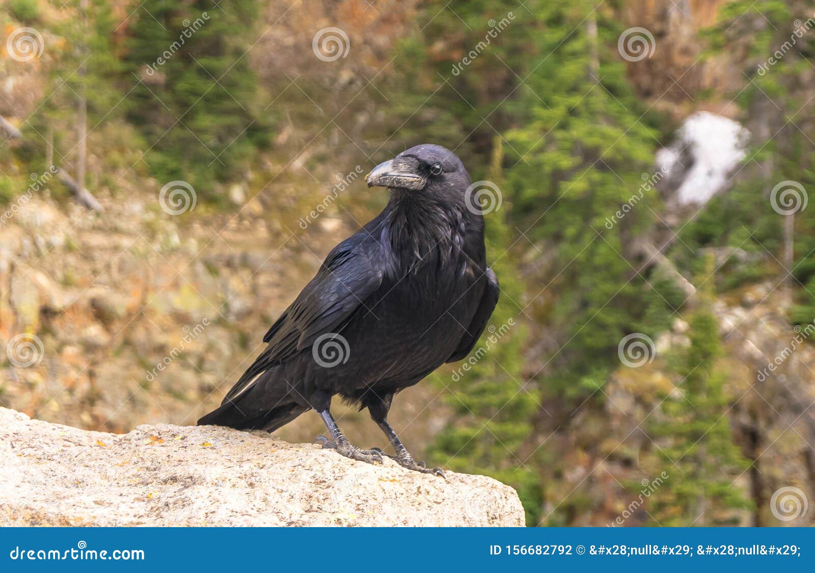 Big Black Bird Black Crow Perched on the Road Stock Photo - Image of ...