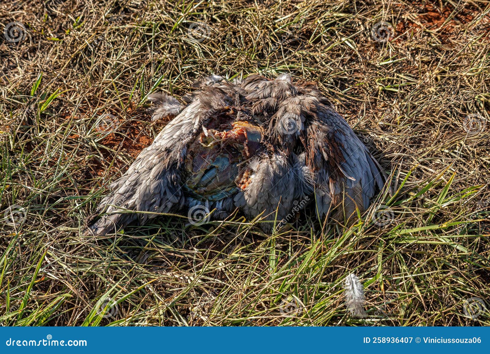 Big black bird dead stock image. Image of animal, ground - 258936407