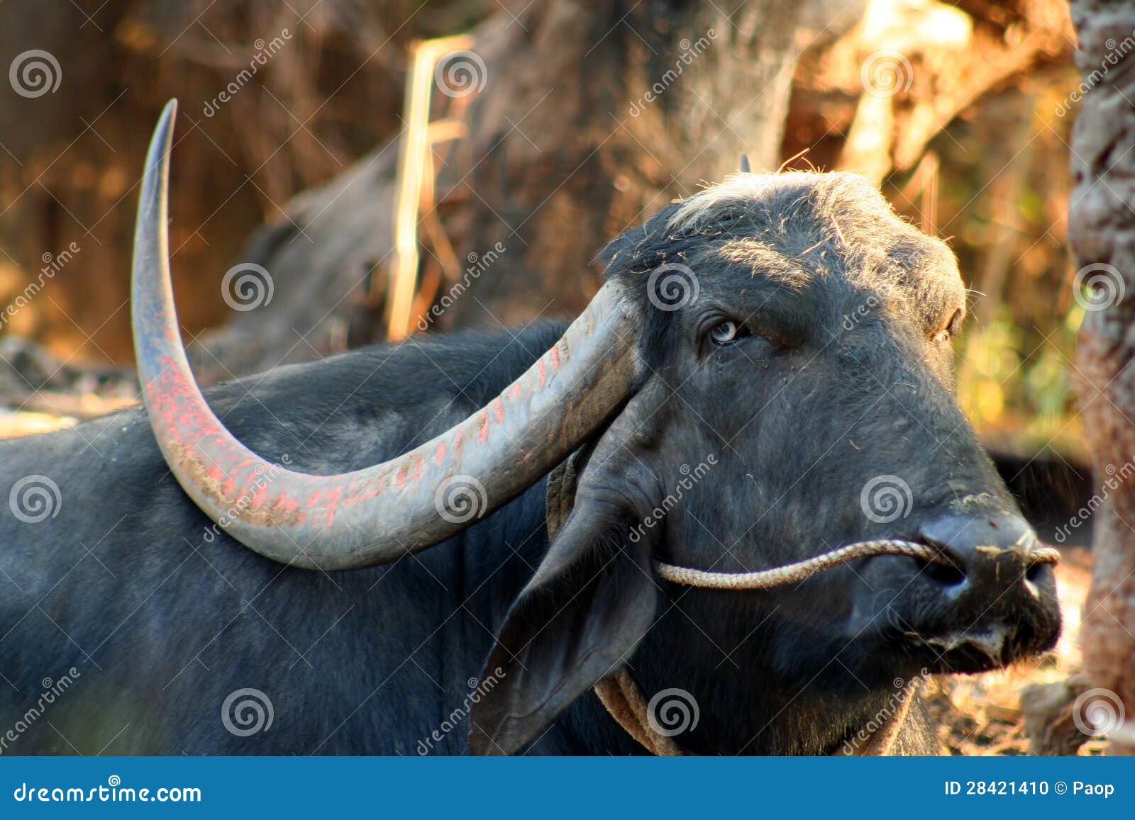 Big black buffallo stock photo. Image of asian, dangerous - 28421410