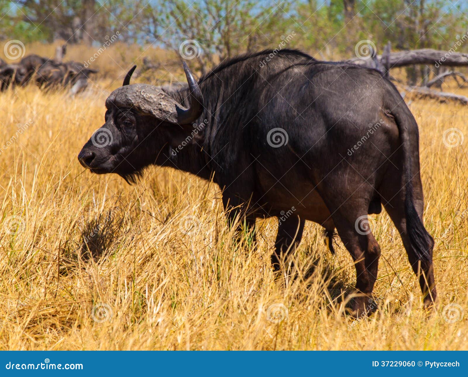 Big black buffalo stock photo. Image of cape, horn, buffalo - 37229060