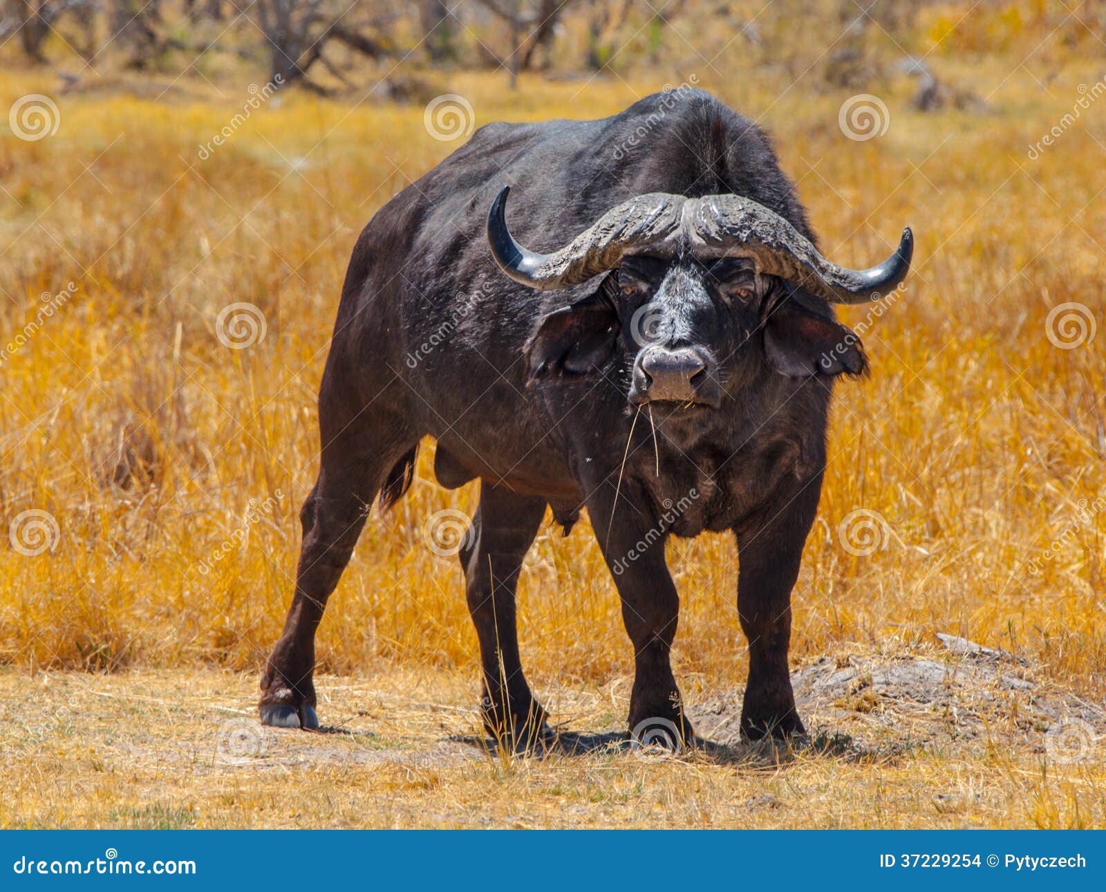 Big black buffalo stock photo. Image of alert, cattle - 37229254