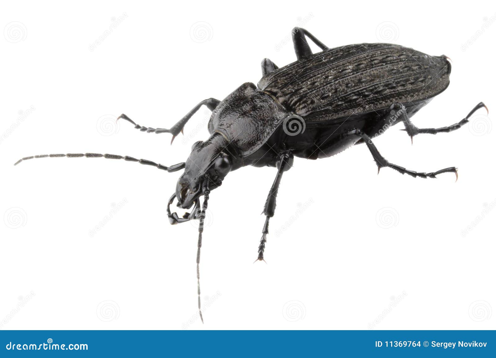 Big black bug stock photo. Image of isolated, closeup - 11369764