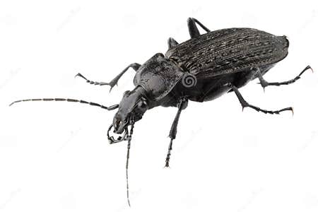 Big black bug stock photo. Image of isolated, closeup - 11369764