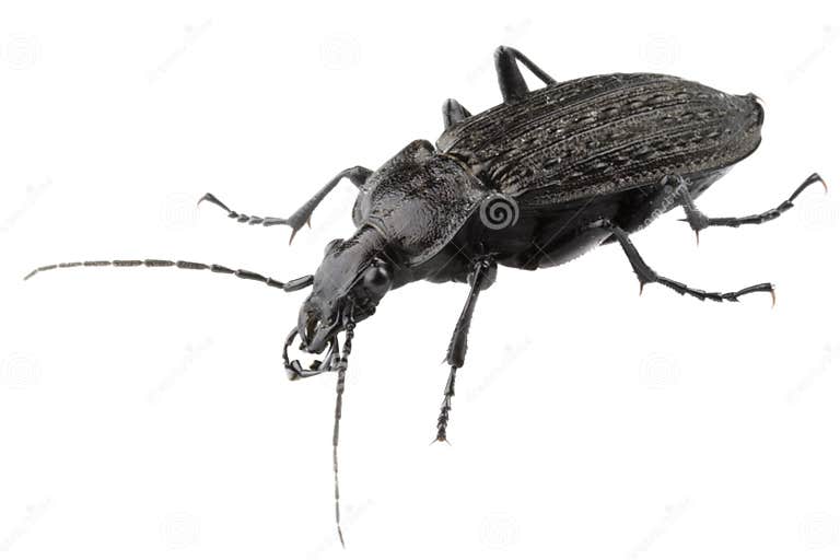 Big black bug stock photo. Image of isolated, closeup - 11369764