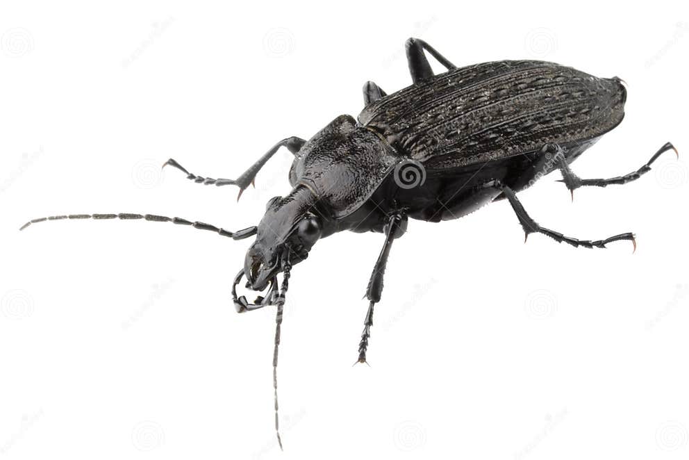 Big black bug stock photo. Image of isolated, closeup - 11369764