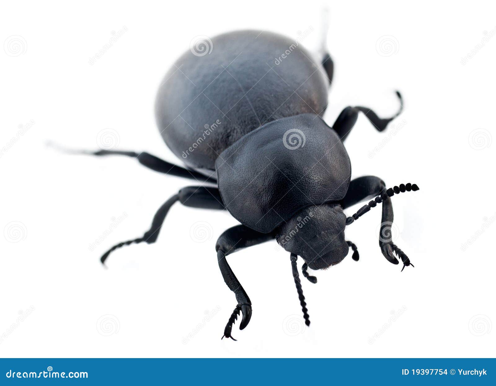 Big black bug stock photo. Image of detail, chitin, black - 19397754