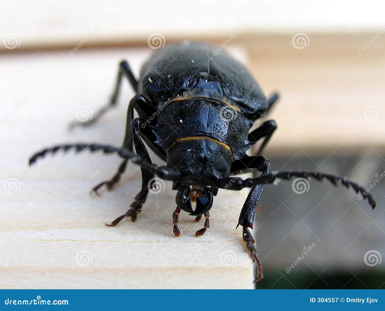 The Big Black Bug Picture. Image: 304557