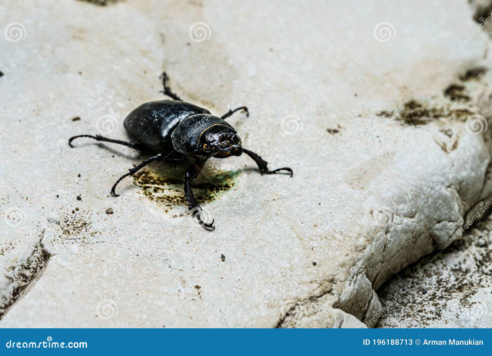 Big Black Bug Crawling on a Stone Stock Image - Image of beetle ...