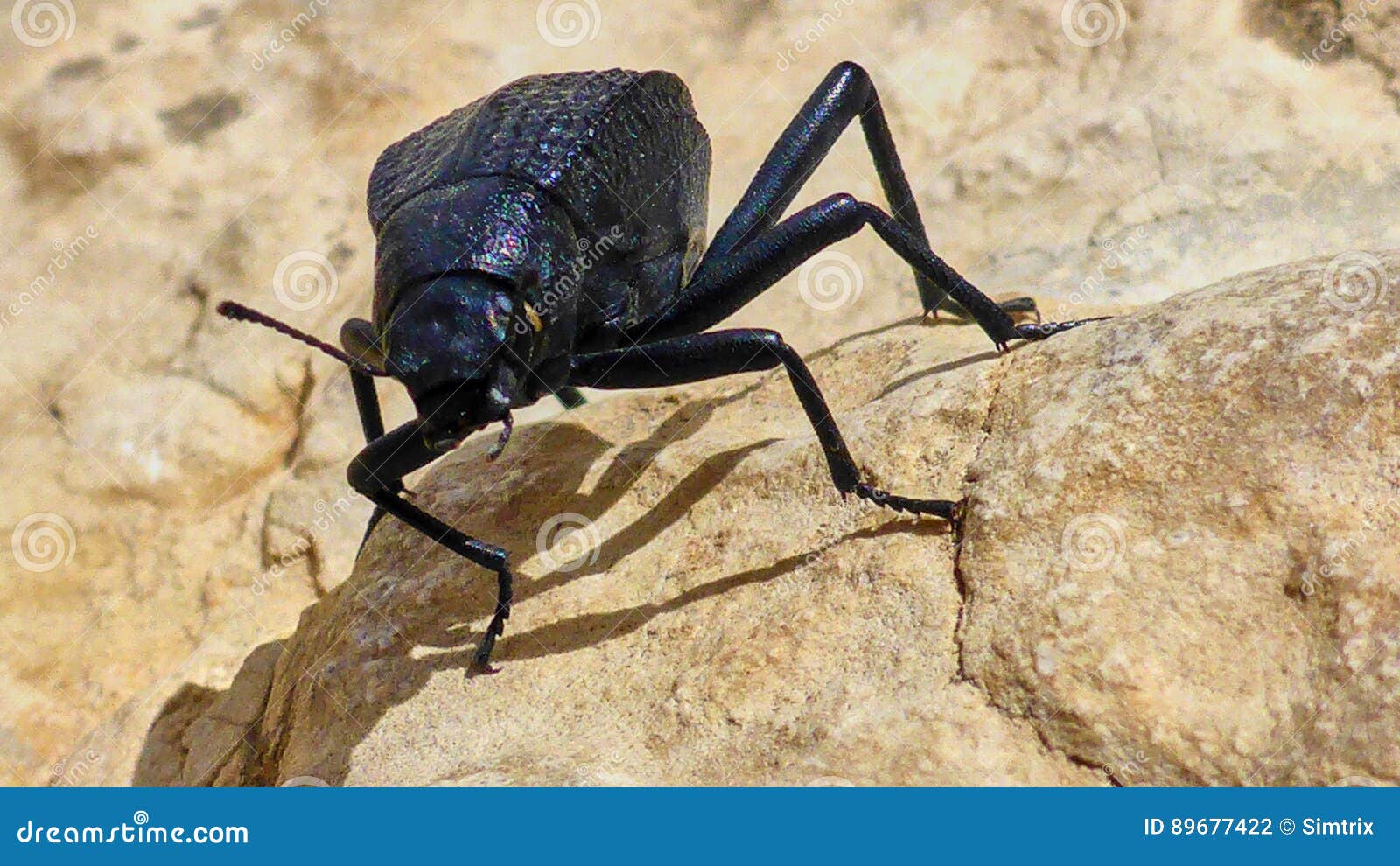 Big black bug stock photo. Image of black, macro, summer - 89677422