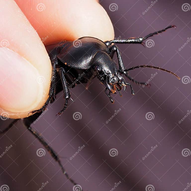 Big black bug stock image. Image of closeup, outdoor - 68939855