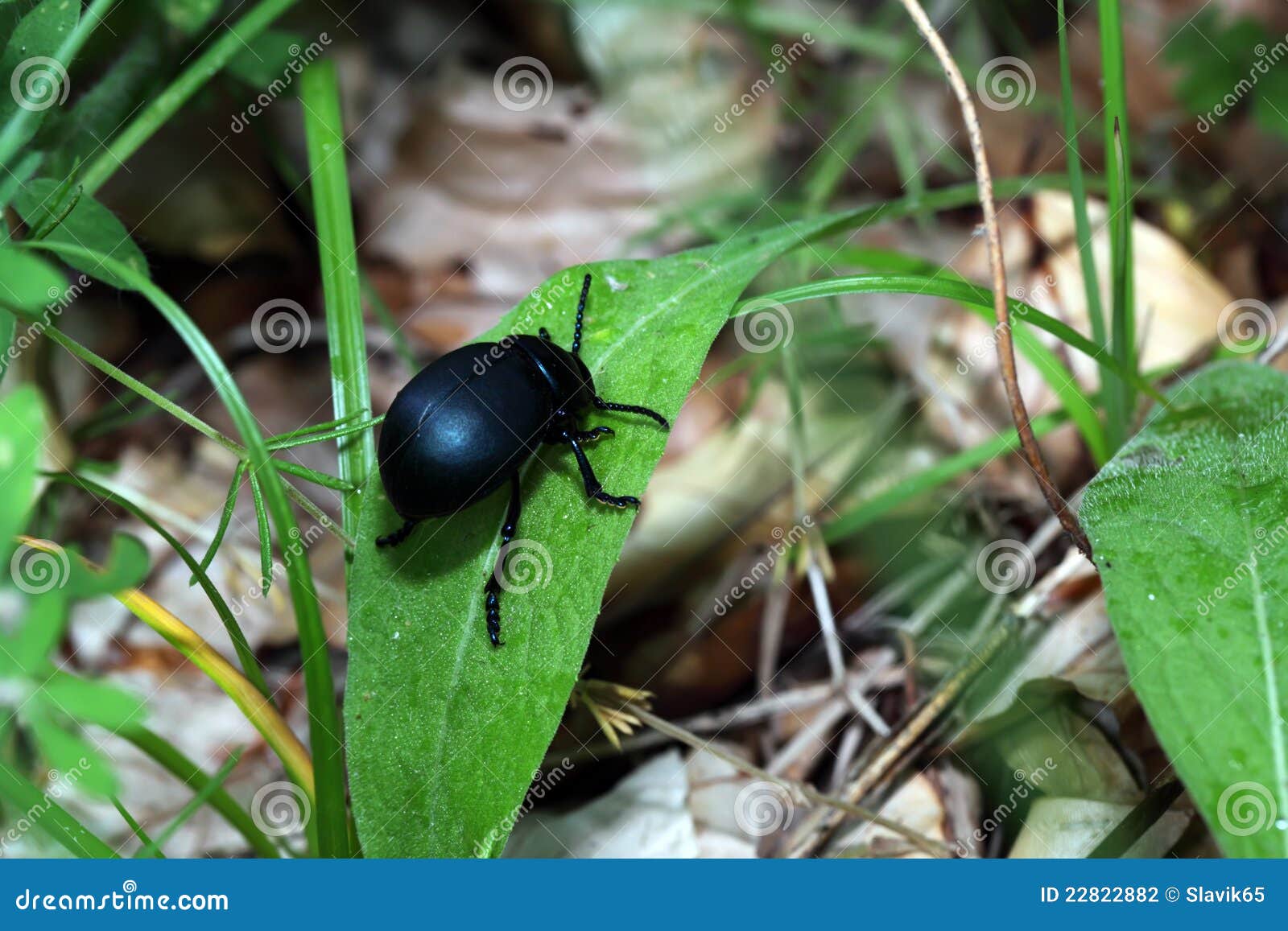 Sheet Macro Texture Hosta Plantain Lily Hosta Stock Photography ...