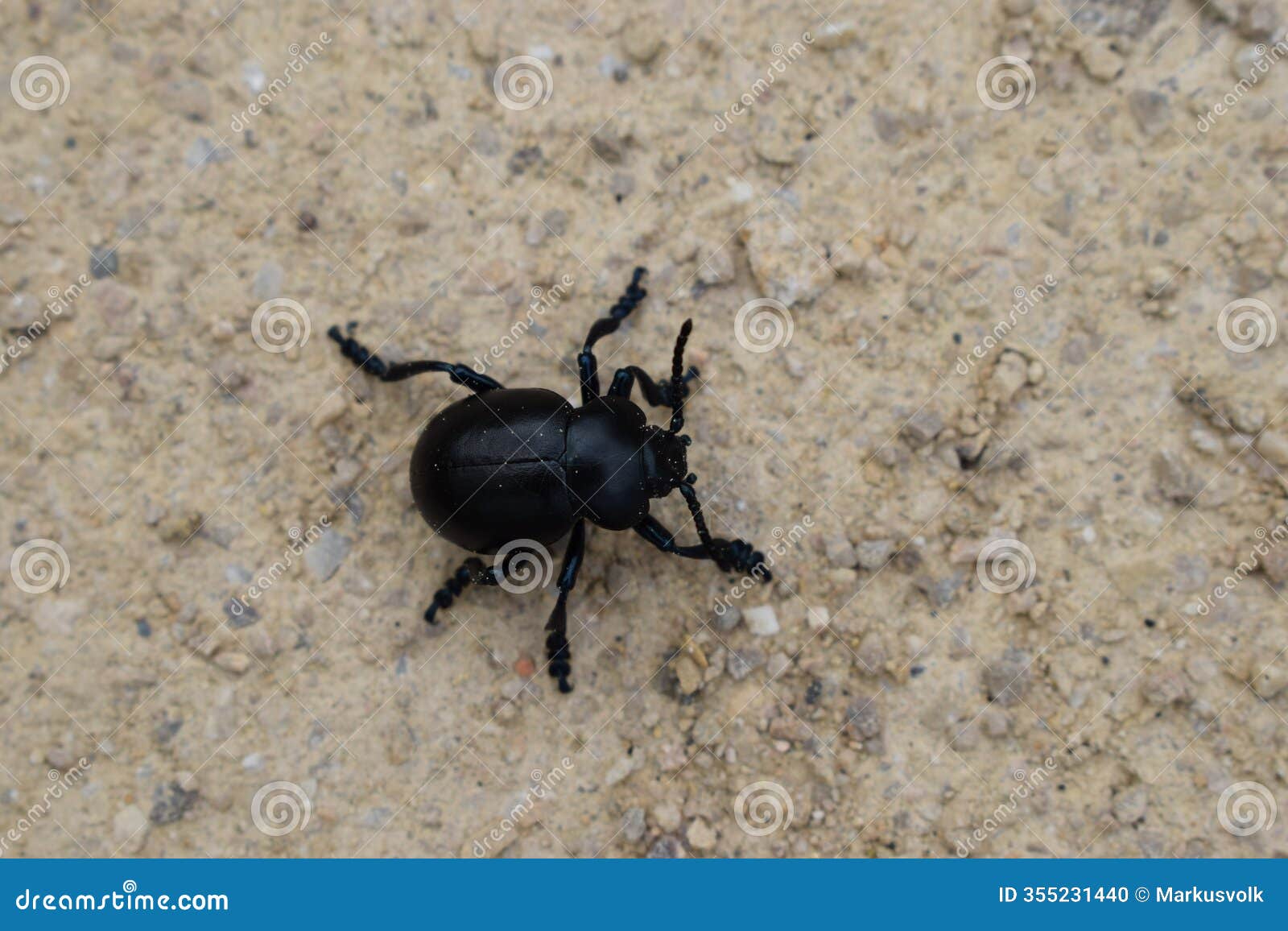 A Big Black Bug on the Ground Stock Photo - Image of road, spider ...