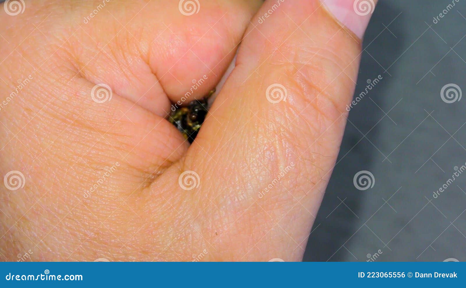 Big Black Bug in the Hand of a Man Stock Footage - Video of animals ...