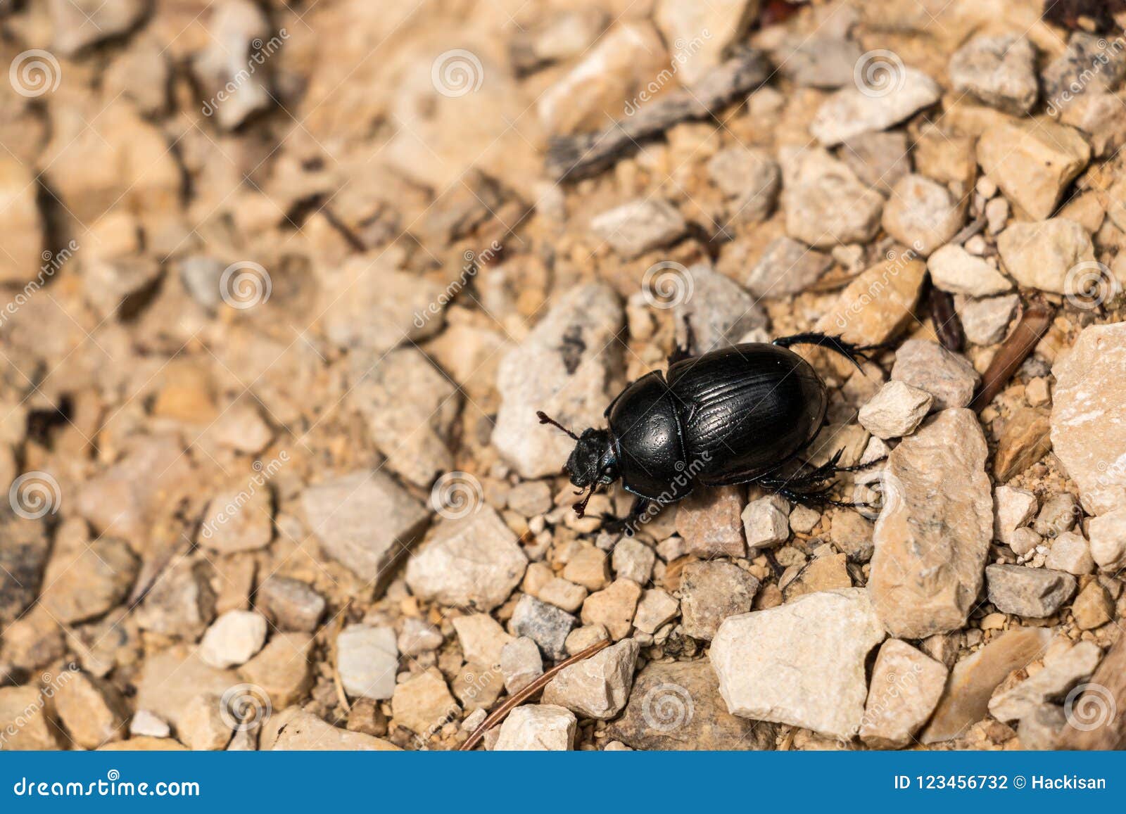 Big Black Bug on Stony Ground in the Forest Stock Photo - Image of ...