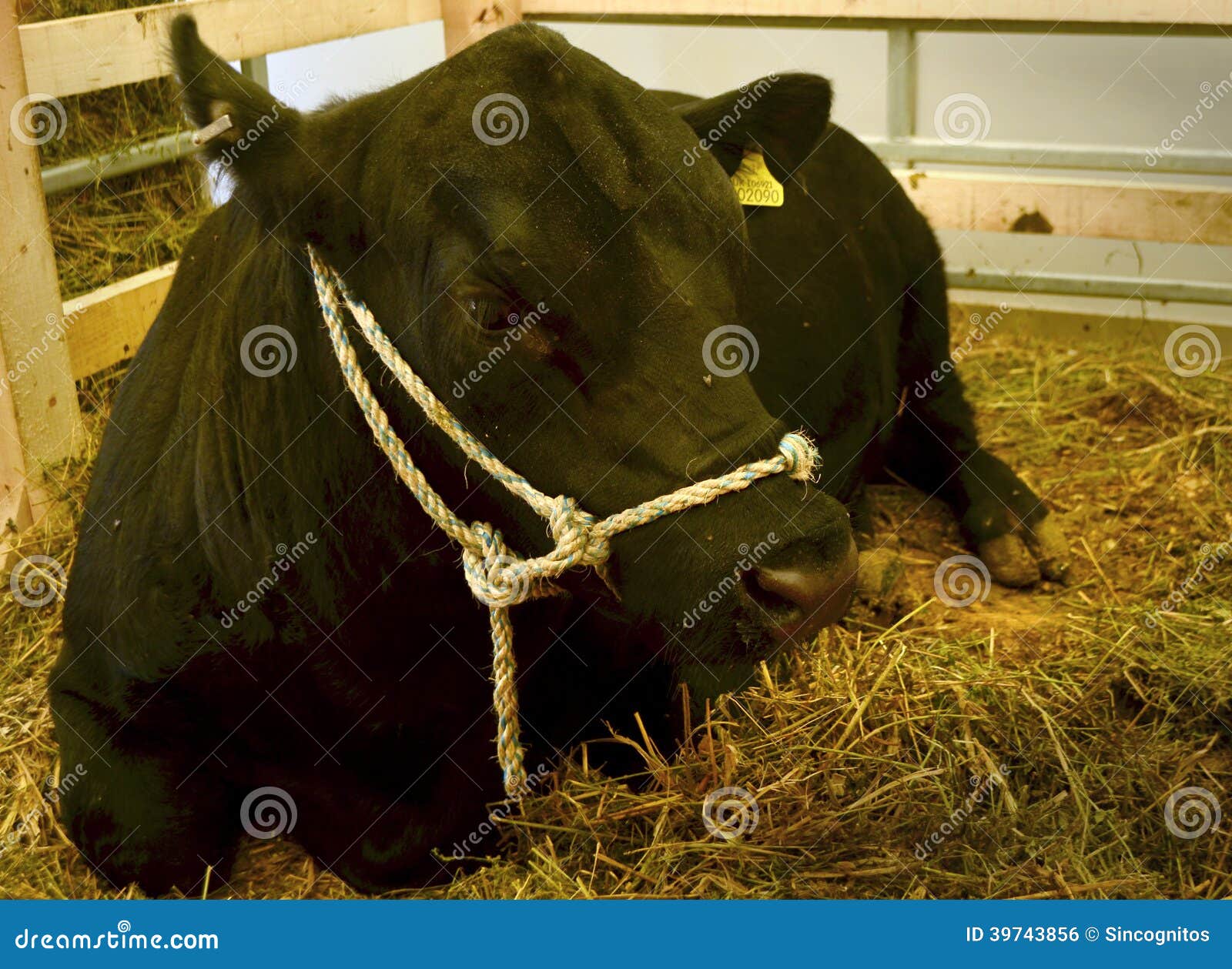 Big black bull in a stable stock photo. Image of nature - 39743856