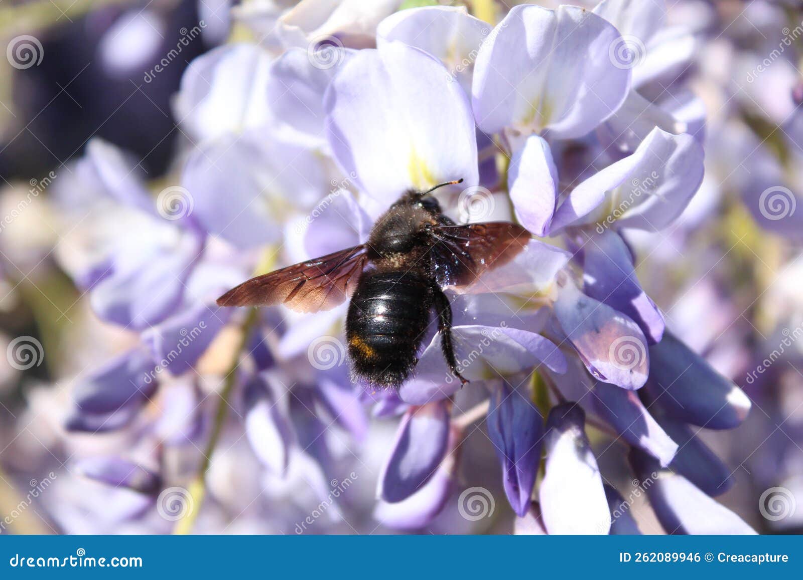 Black Bumblebee Flying stock photo. Image of flying - 262089946