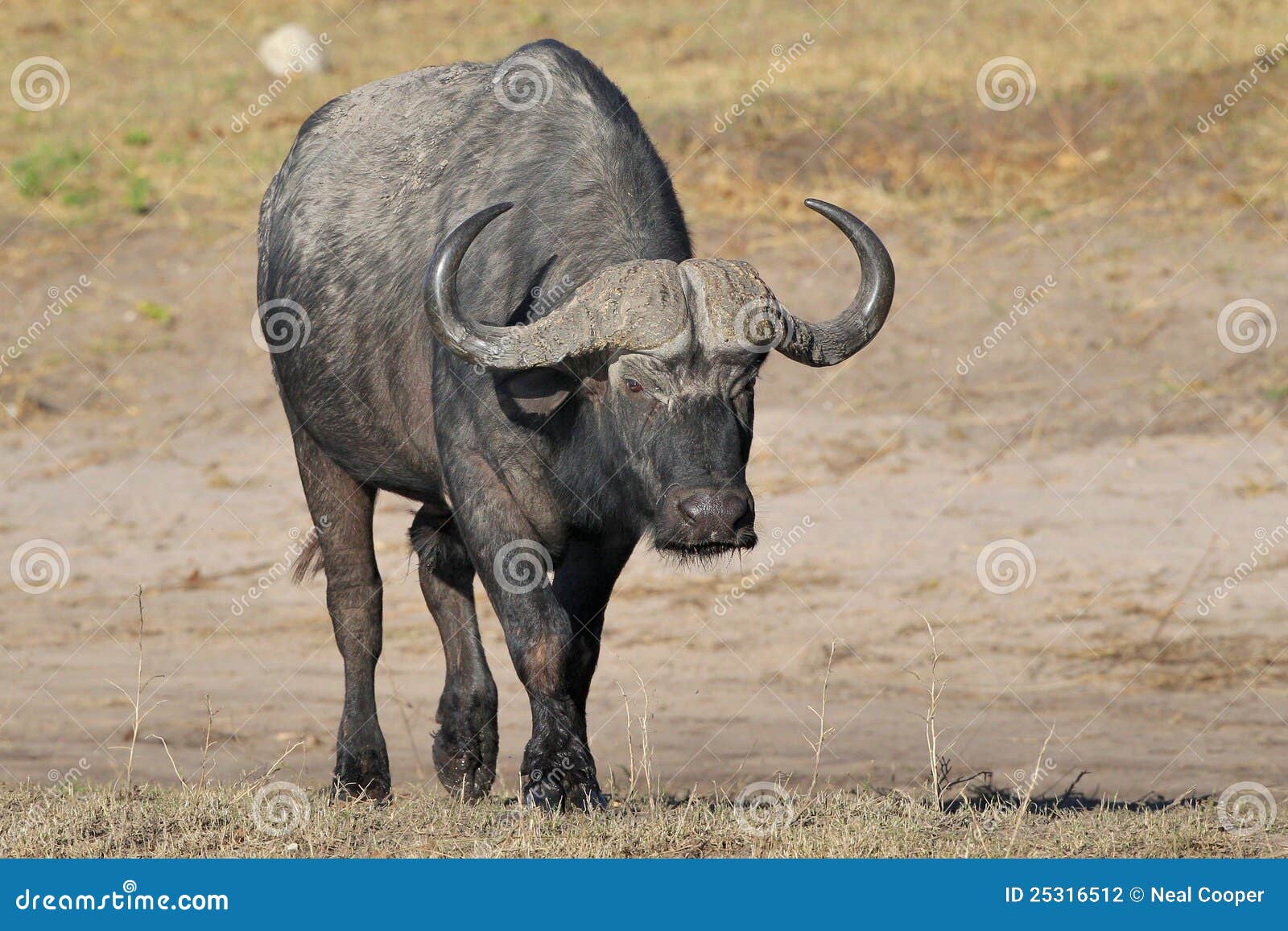 Big Black Cape Buffalo stock photo. Image of buffalos - 25316512