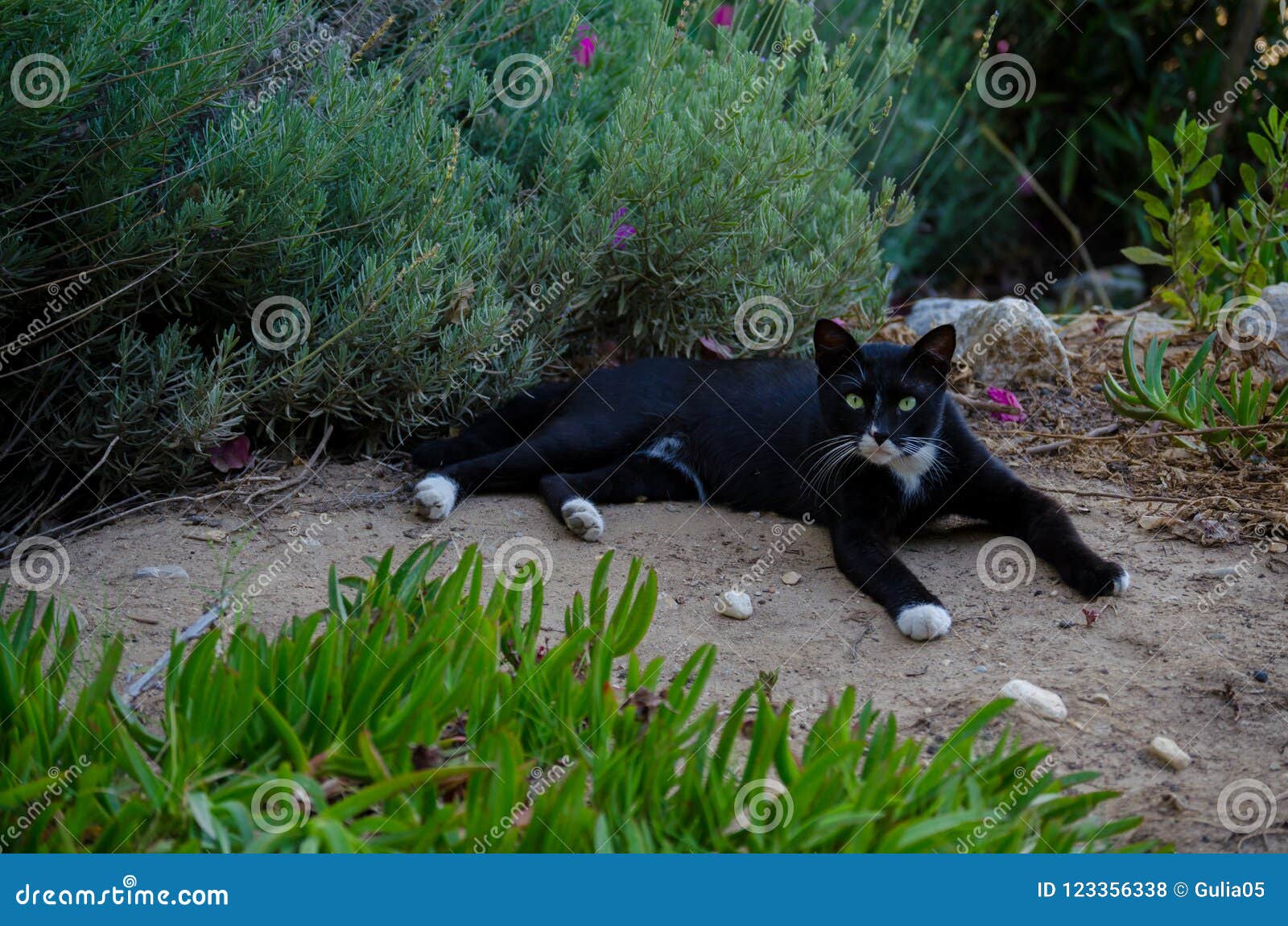 A Big Black Cat. Aggressive Cat. Panther. Cat on Nature Stock Photo ...