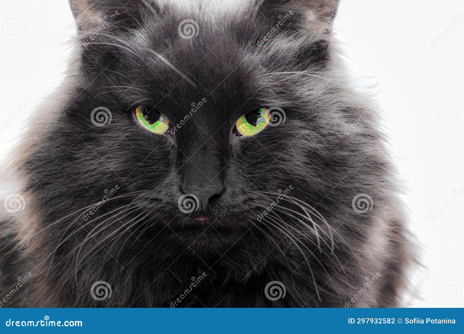 Big Black Cat Looks Angrily on a White Background 库存照片 - 图片 包括有 津贴, 不高兴 ...
