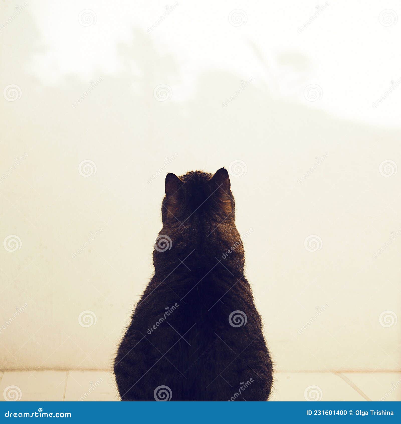 Big Black Cat Sitting Back and Looking at Something, Back View Stock ...