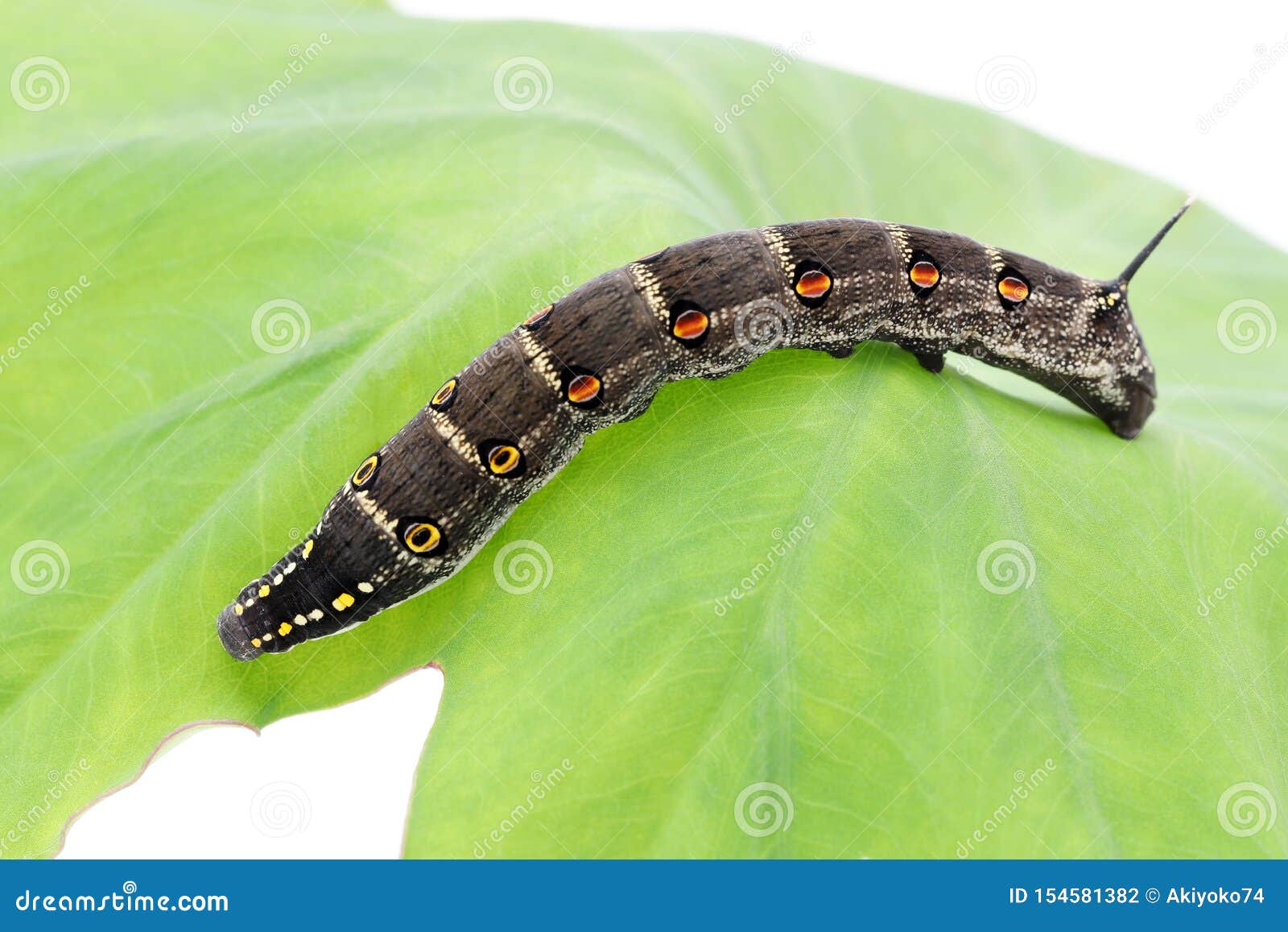 Big Black Caterpillar on a Leaf Stock Photo - Image of color ...