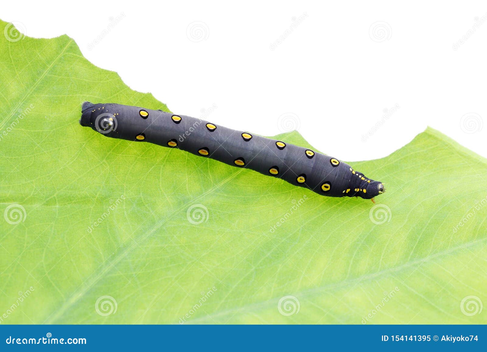 Big Black Caterpillar on a Leaf Stock Image - Image of large, garden ...