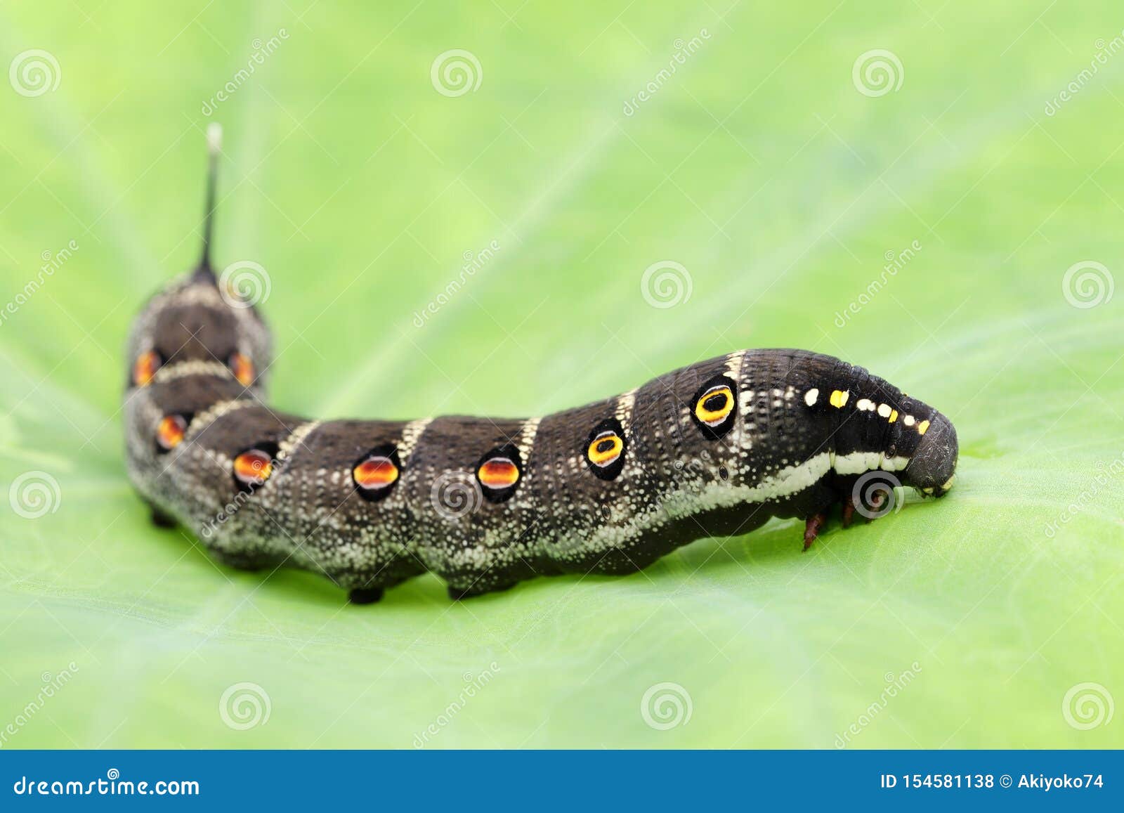 Big Black Caterpillar on a Leaf Stock Photo - Image of insecticide ...
