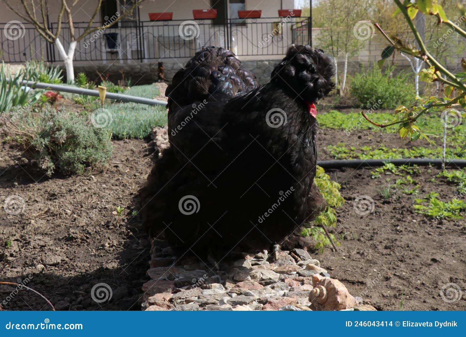 A Big Black Chicken . Beautiful Feathers Shimmering in the Sun Stock ...