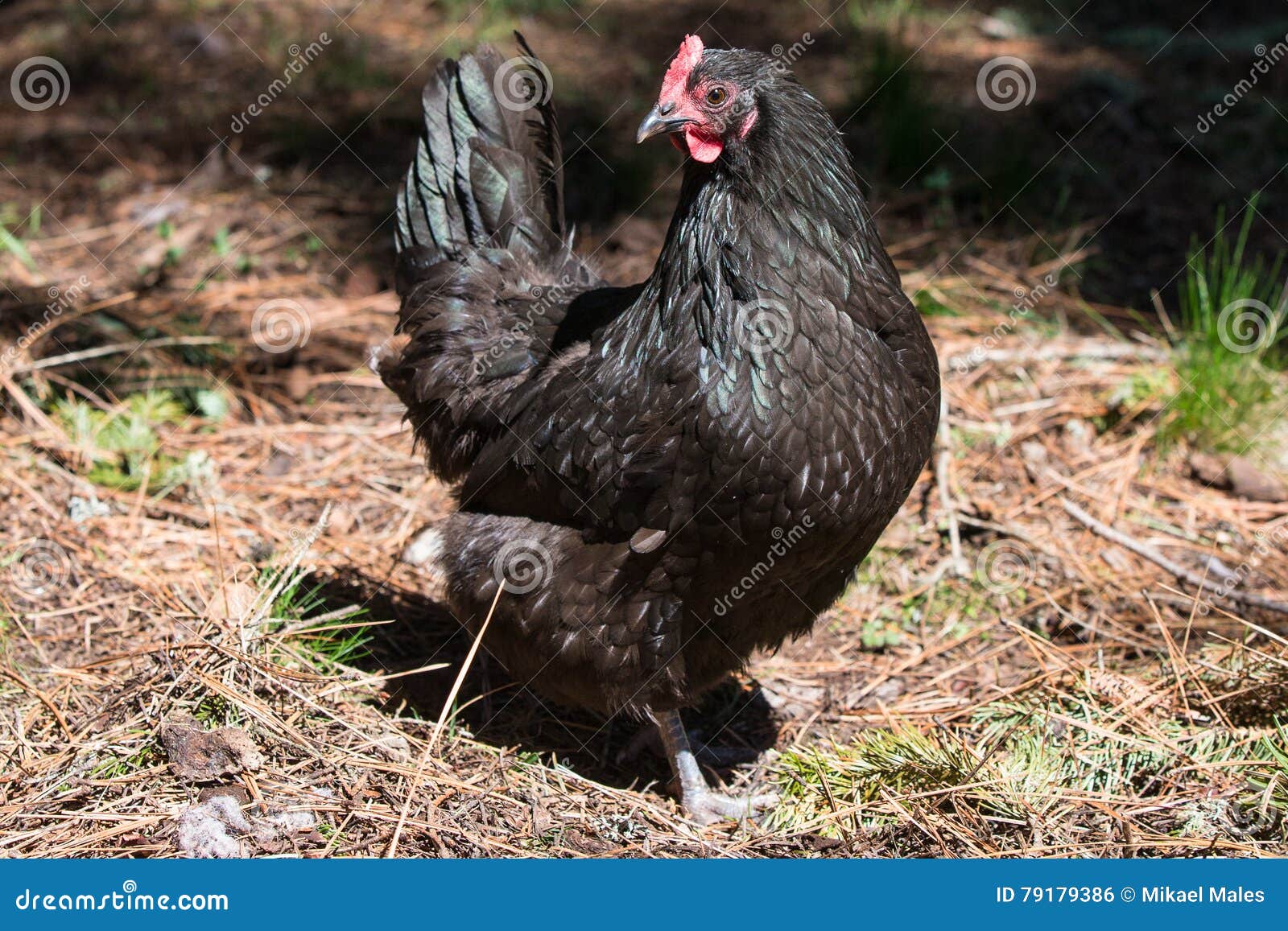 Big black chicken stock photo. Image of raised, farm - 79179386