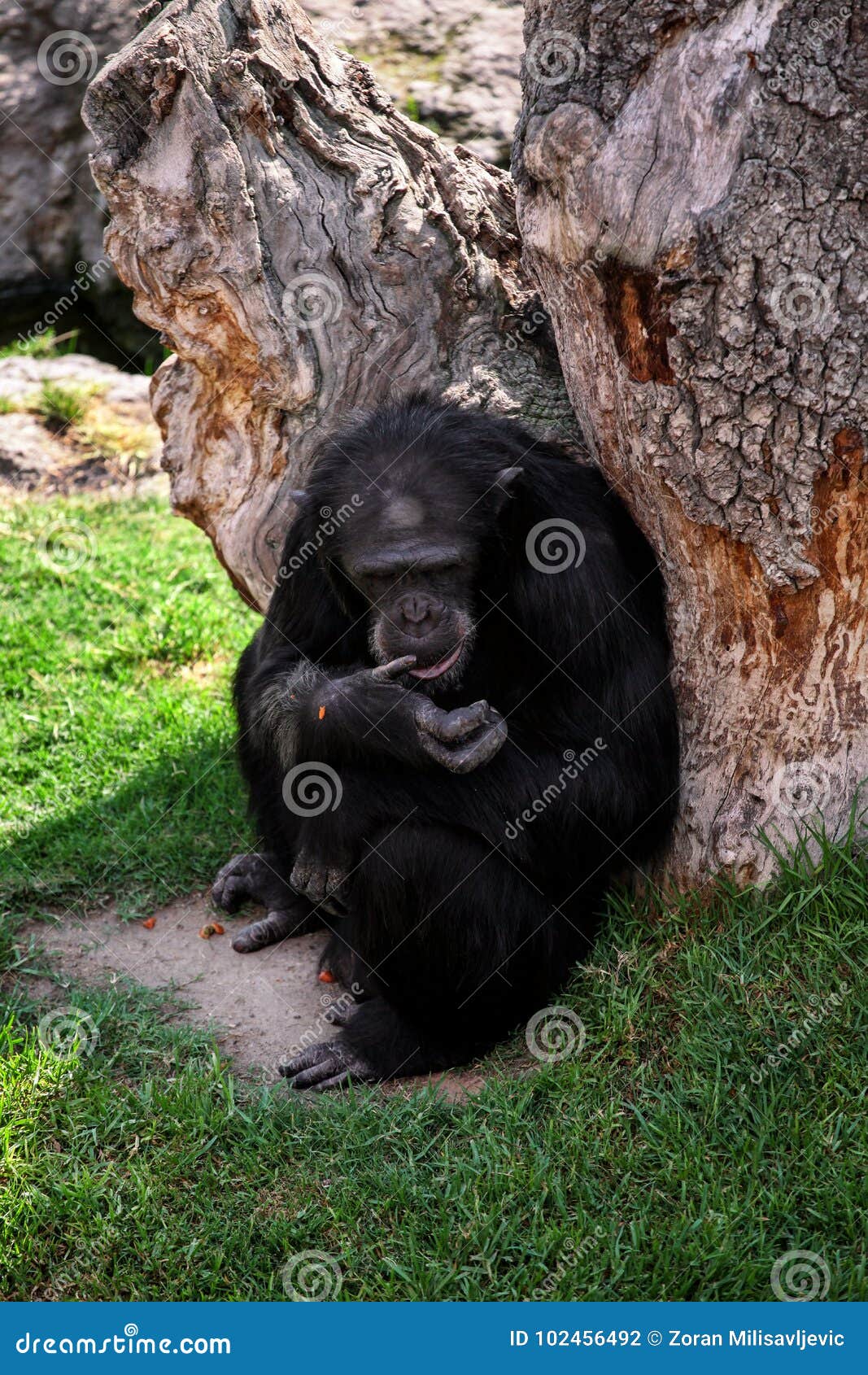 Big Chimpanzee Stock Images - 251 Photos