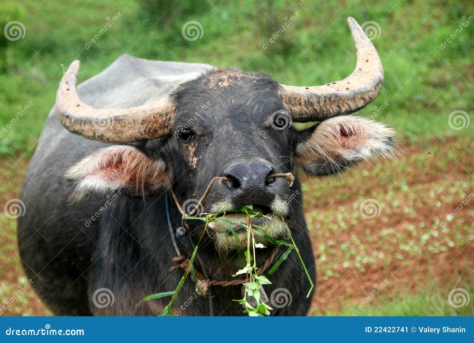 Big black cow stock image. Image of bulls, natural, highland - 22422741