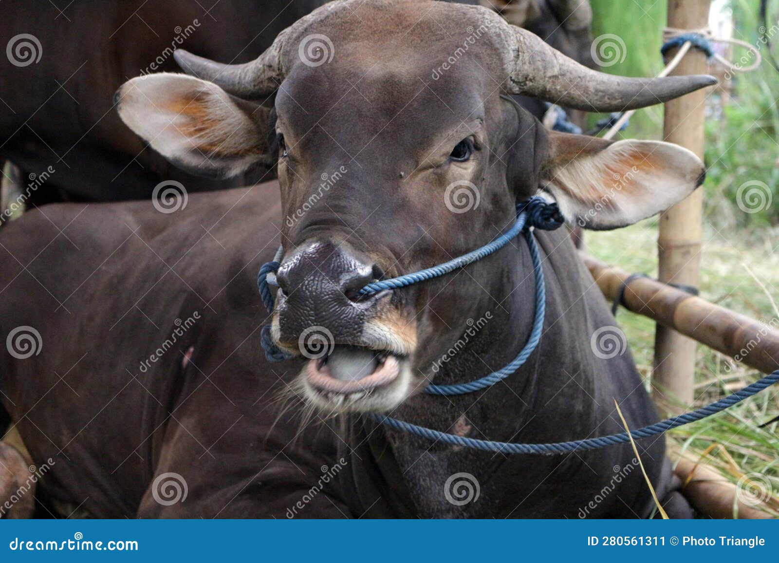 Big black cow stock image. Image of bovine, farm, cattle - 280561311