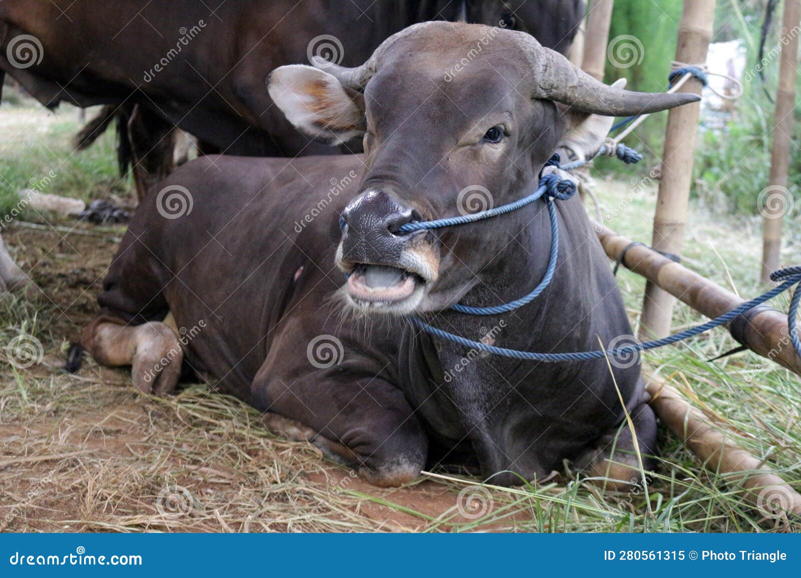 Big black cow stock image. Image of dairy, landscape - 280561315