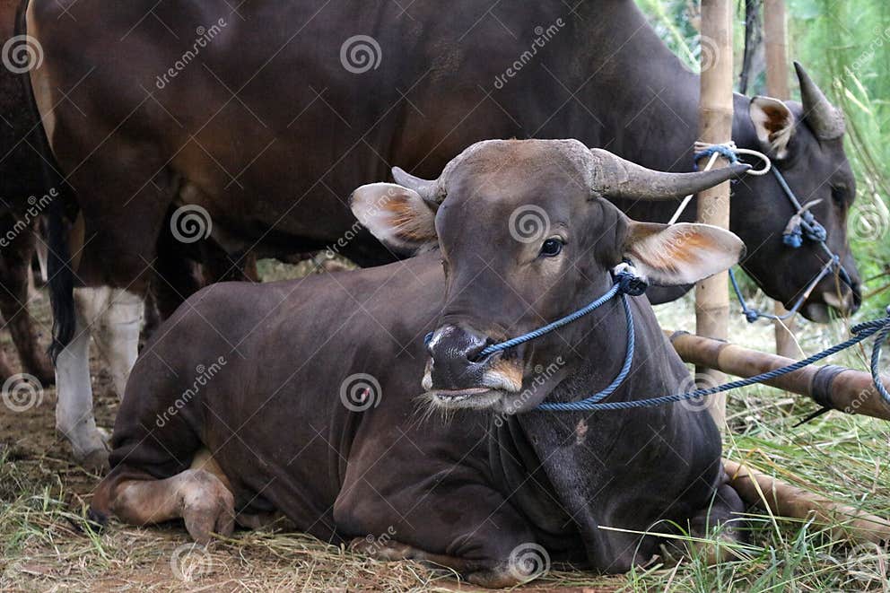 Big black cow stock photo. Image of background, domesticated - 280561310