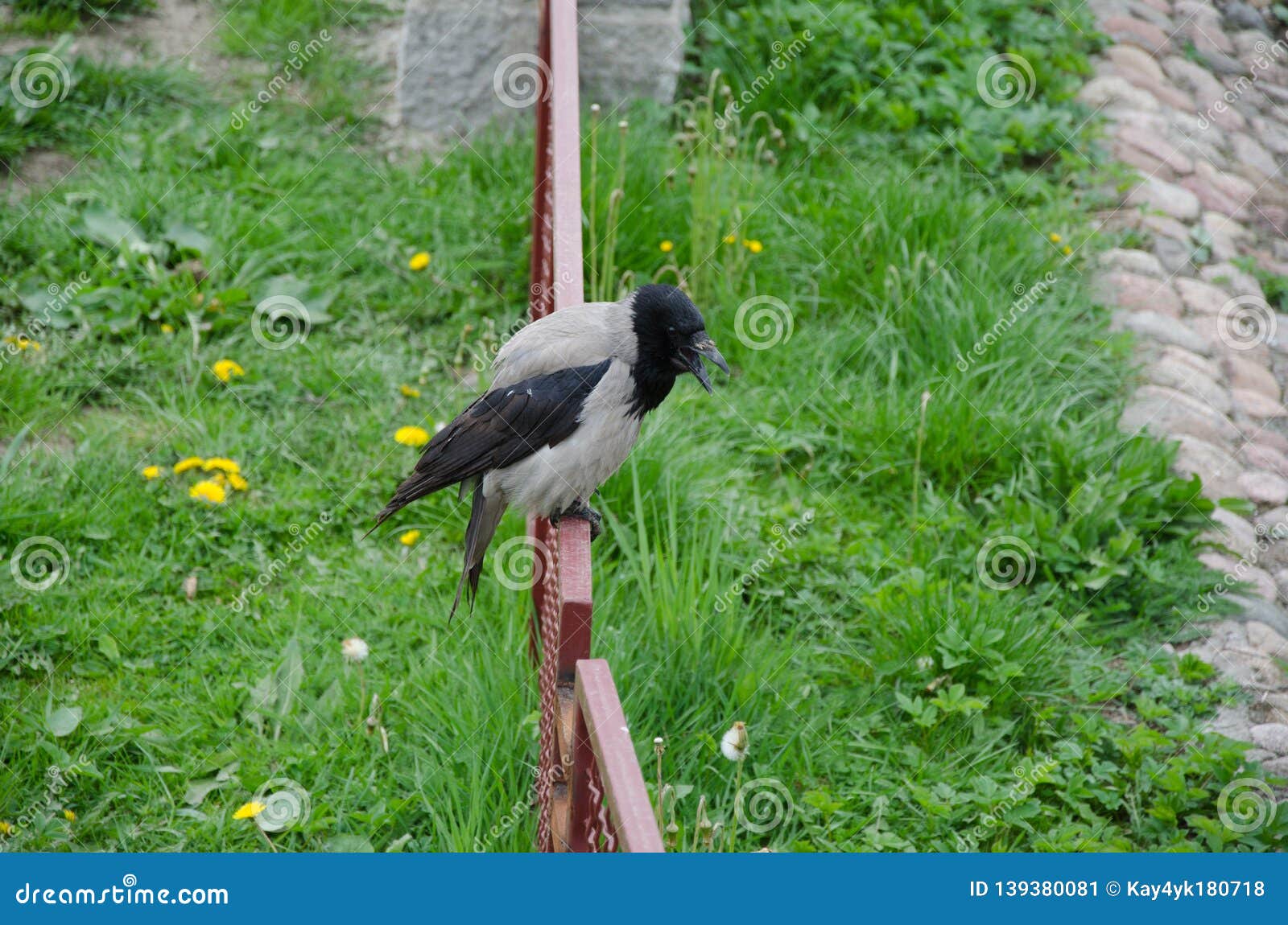 A Big Black Crow Croaking on the Field Stock Image - Image of green ...