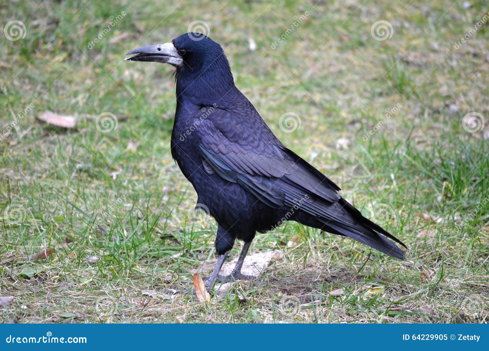 Big black crow stock image. Image of blackbird, countryside - 64229905