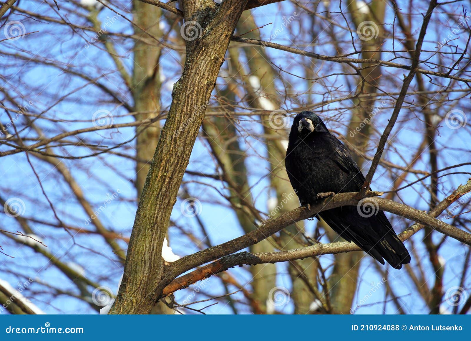 Big Black Crow on an Tree Branches in Winter Day Stock Photo - Image of ...
