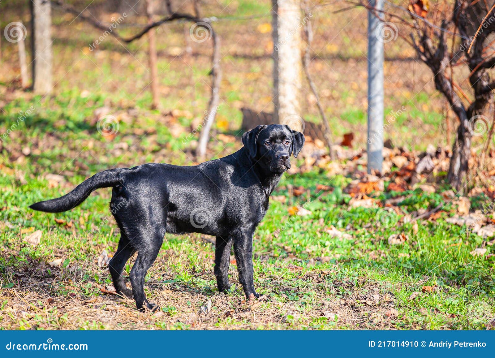 Big Black Dog Labrador Retriever in Nature Stock Photo - Image of dark ...