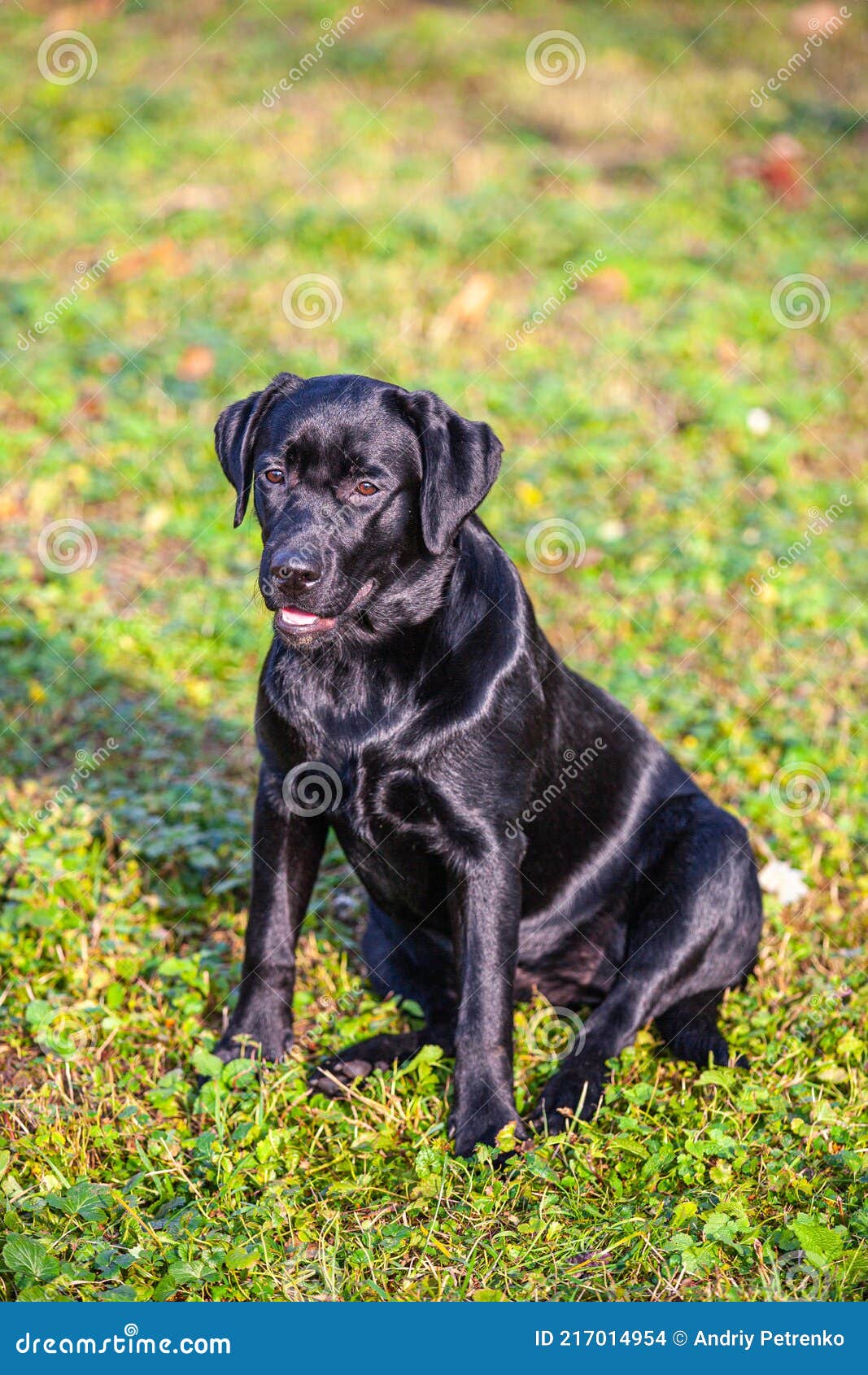 Big Black Dog Labrador Retriever in Nature Stock Photo - Image of ...