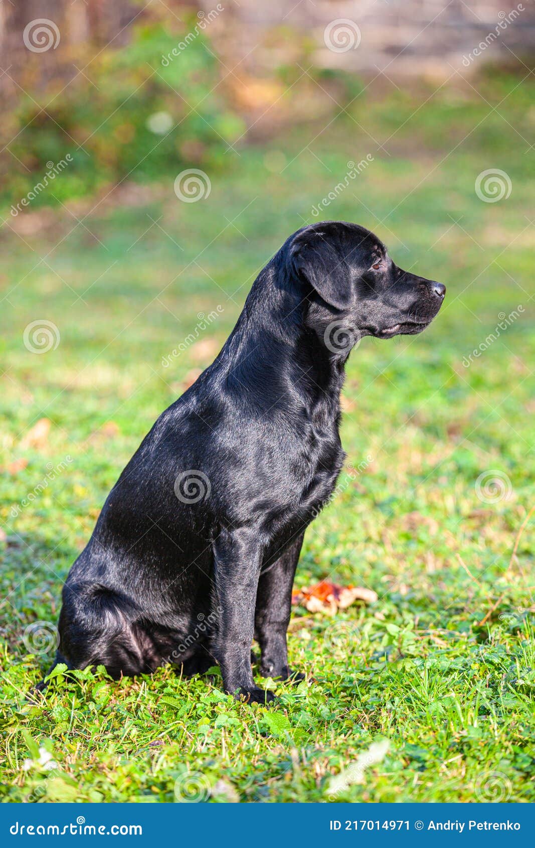 Big Black Dog Labrador Retriever in Nature Stock Image - Image of happy ...