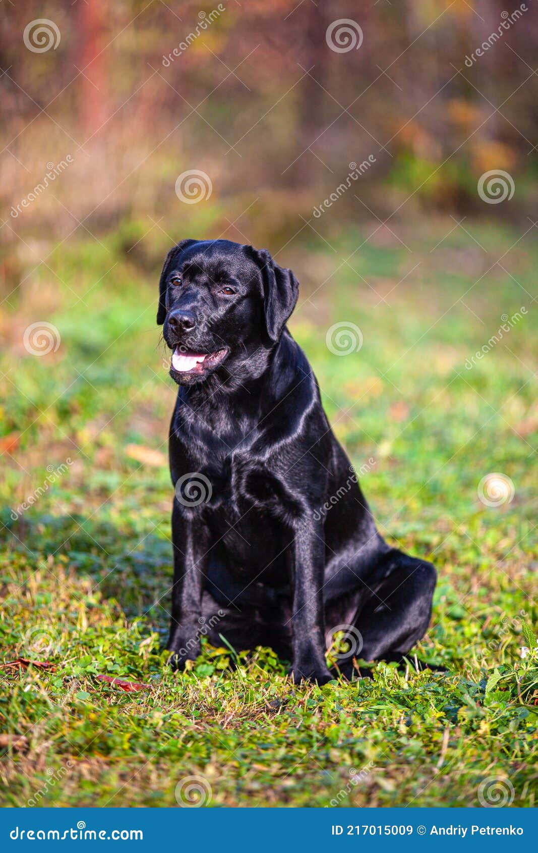Big Black Dog Labrador Retriever in Nature Stock Image - Image of ...