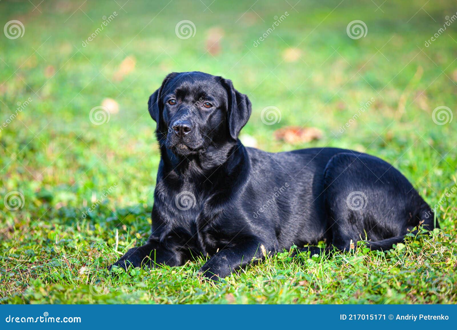 Big Black Dog Labrador Retriever in Nature Stock Image - Image of green ...