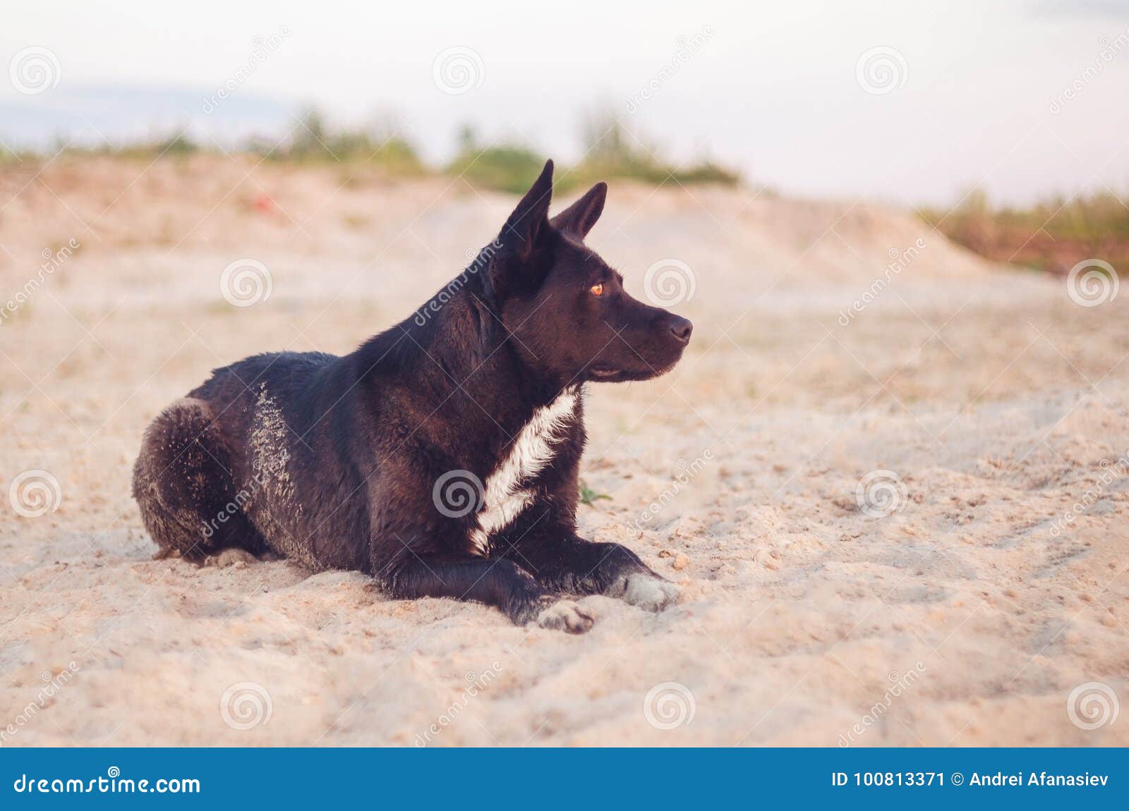 Big Black Dog Lies on the Sand on the Beach Stock Image - Image of ...