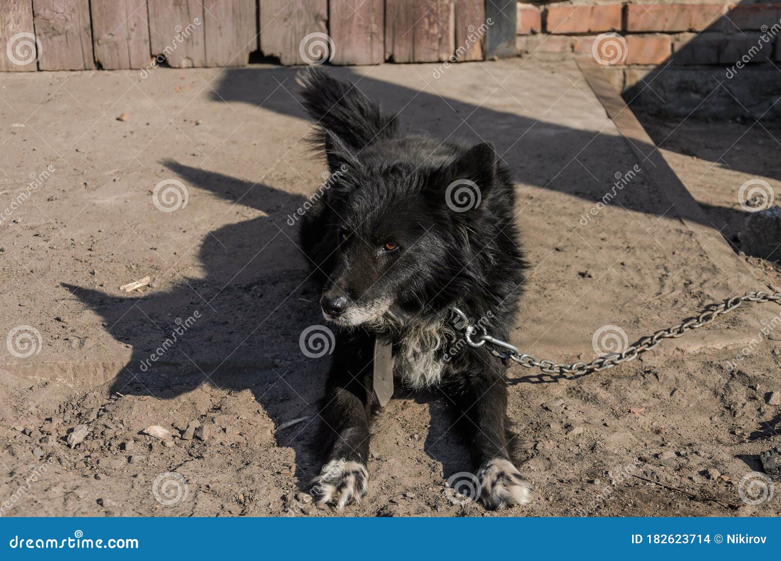 Big Black Dog Tied on a Chain Stock Photo - Image of friend, luxury ...